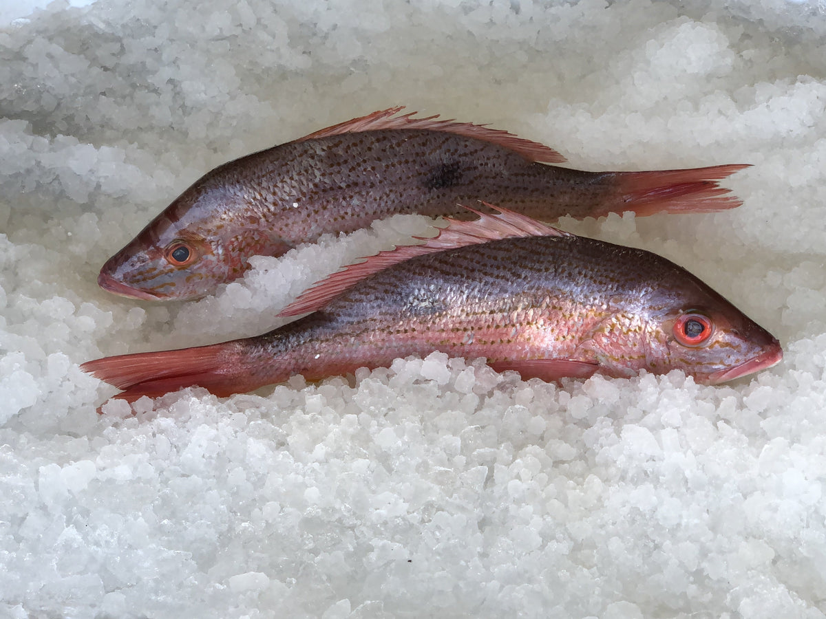 Fresh Lane Snapper – AdMaioraSeafood