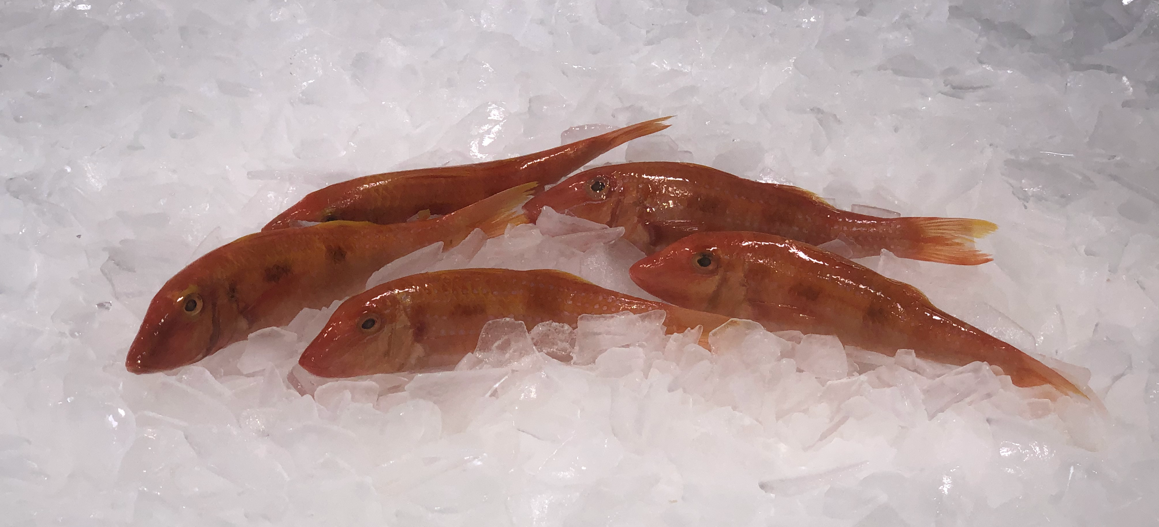 Red Mullet Fish