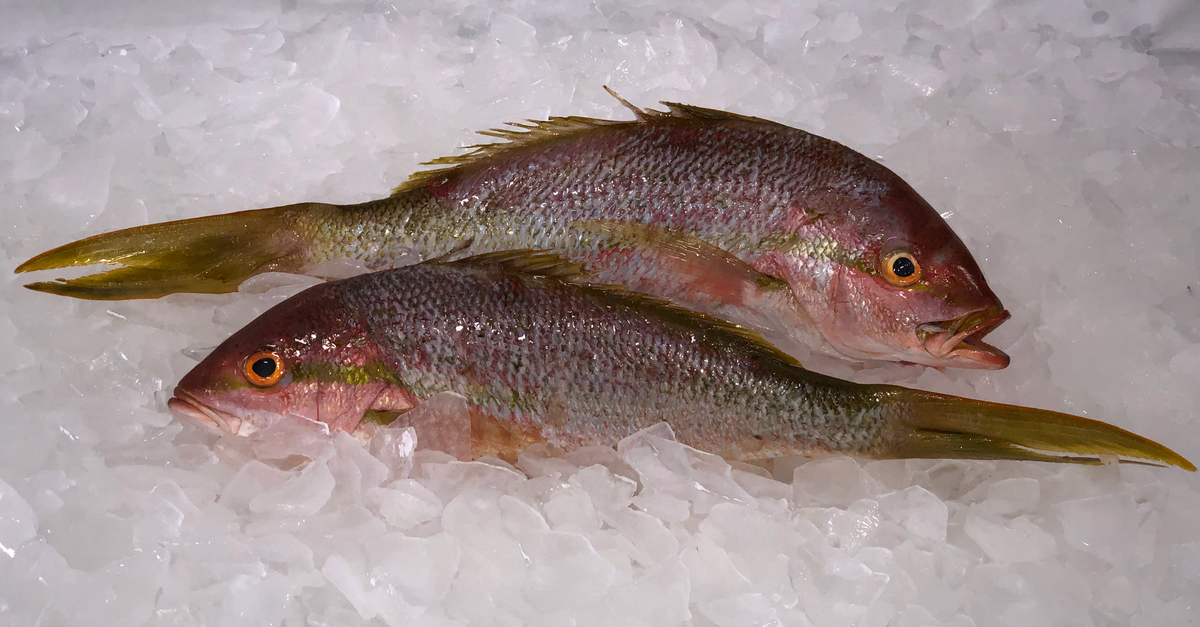 Yellowtail Snapper Fish