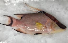 Fresh Hog Snapper – AdMaioraSeafood